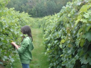 Grape Harvest - ChinDeep
