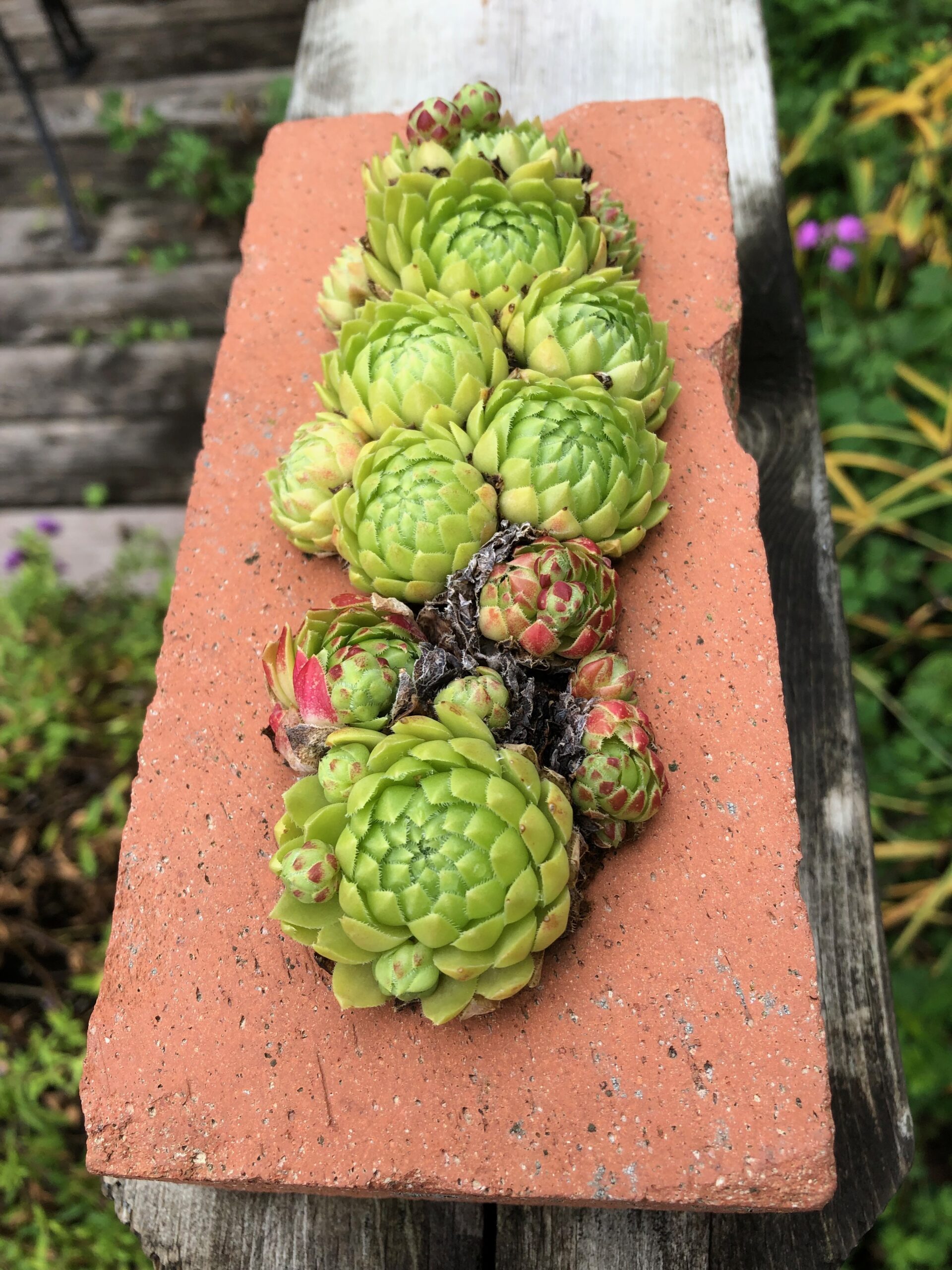 hop dish & vine ~ stockholm wisconsin - ChinDeep